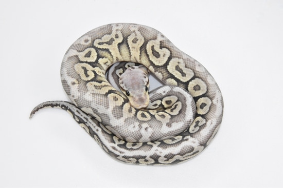 Pewter Spotnose Orange Ghost Ball Python by Marki Reptiles