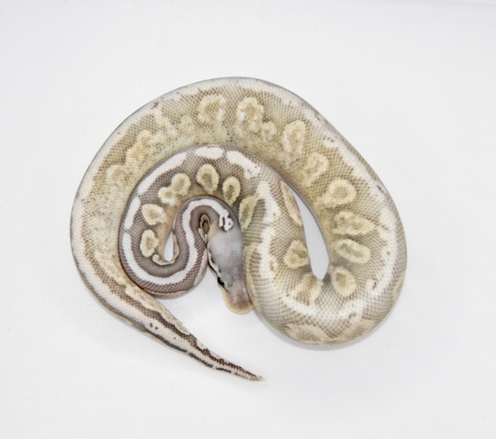 Sterling Calico Spotnose Ghost Ball Python by Marki Reptiles