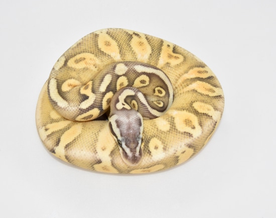 Super Pastel Fire Calico Ghost Ball Python by Marki Reptiles