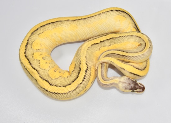 Super Pastel Yellow Belly Leopard Genetic Stripe Ghost Ball Python by Marki Reptiles
