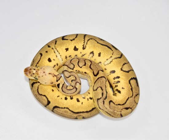 Pastel Clown Het Genetic Stripe Ball Python by Marki Reptiles