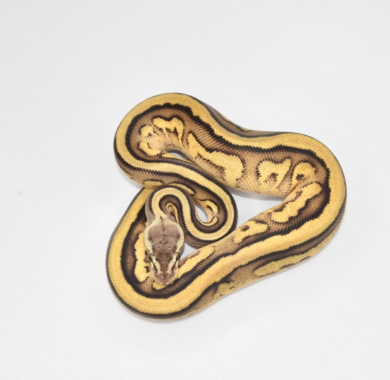 Pastel Leopard Yellow Belly Genetic Stripe Ball Python by Marki Reptiles