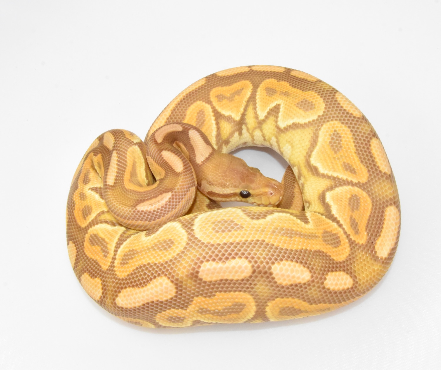 Black Pastel Ultramel Ball Python by Marki Reptiles - MorphMarket