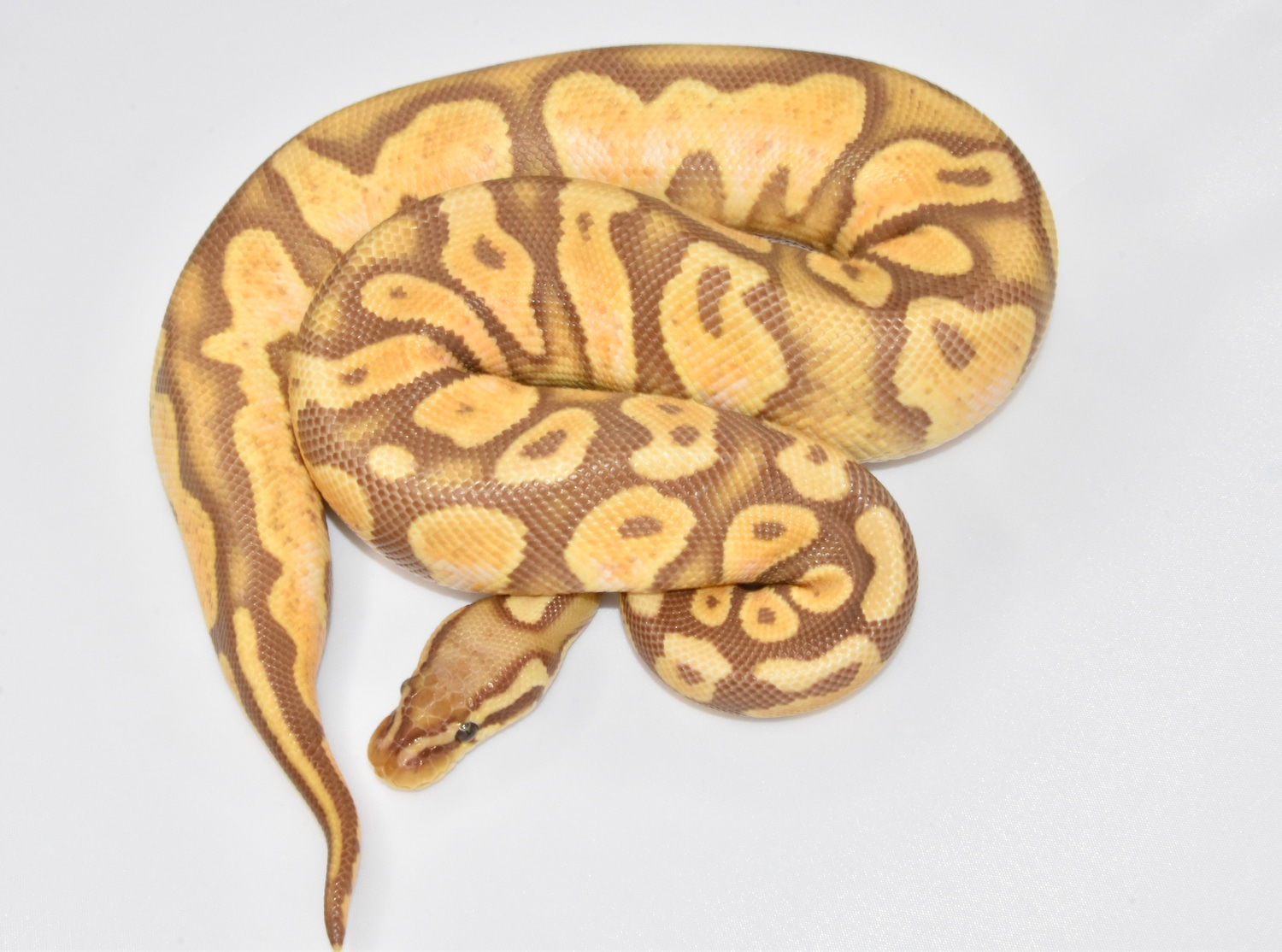 Pastel Calico Ultramel Ball Python by Marki Reptiles - MorphMarket