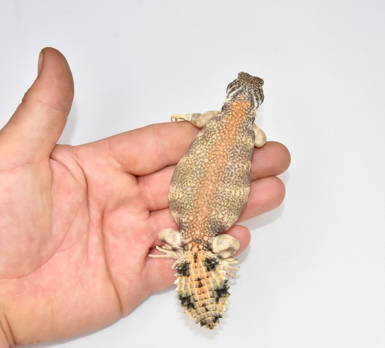 US CB 2022 Thomasi Uromastyx by Marki Reptiles