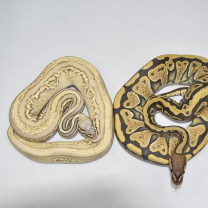 Marki Reptiles - MorphMarket