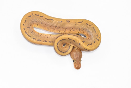 Ghost Special Leopard Pinstripe Ball Python by Marki Reptiles