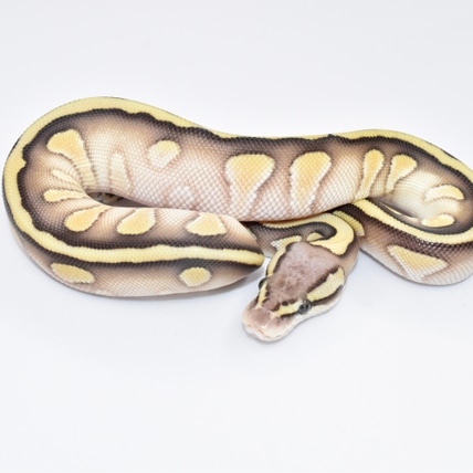 Marki Reptiles - MorphMarket