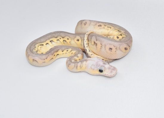 Siver Streak Yellow Belly Clown 66% Het Genetic Stripe Ball Python by ...