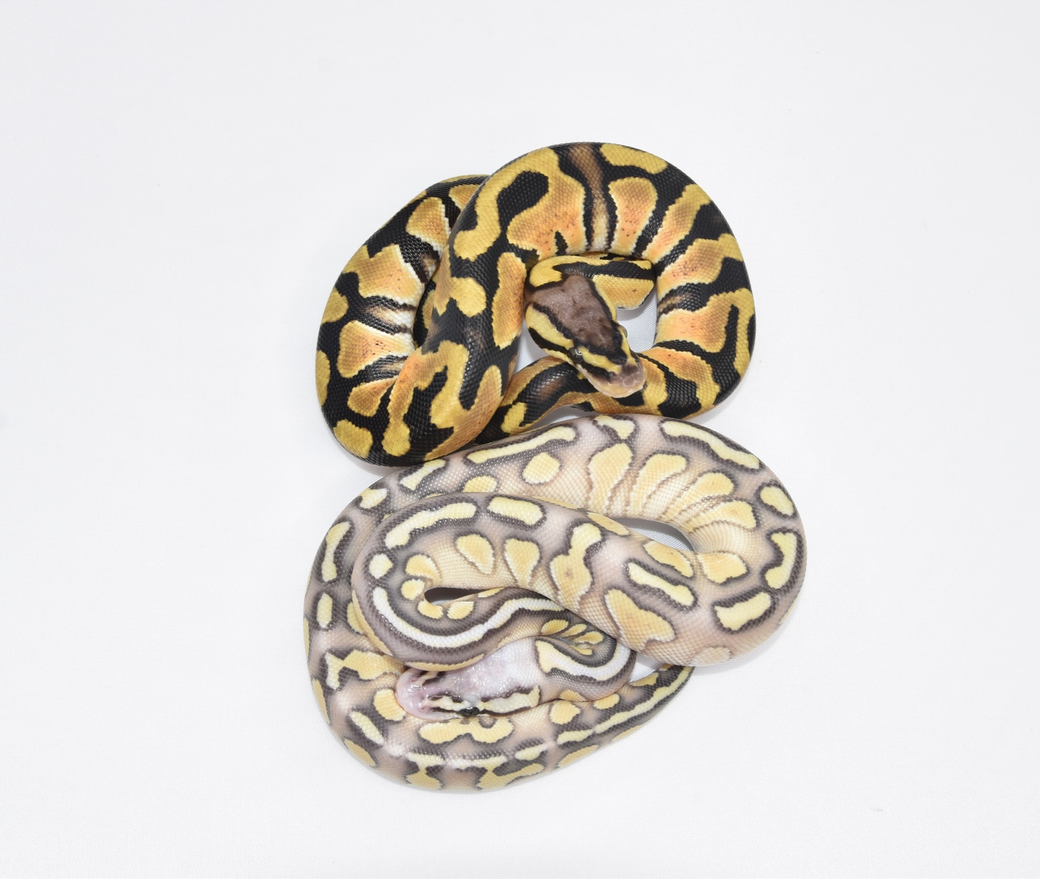 Quad Het Pair Clown/ultramel/genetic Stripe/hypo Ball Python by Marki ...