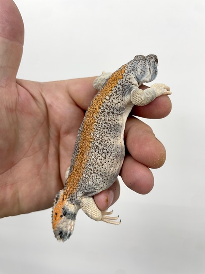 U.thomasi Cb 22 Uromastyx by Marki Reptiles