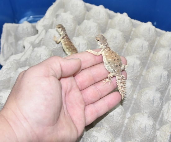 U.princeps US CB 2023 Uromastyx by Marki Reptiles