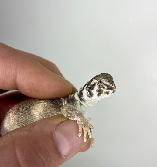 CB 2023 U. Thomasi Uromastyx by Marki Reptiles