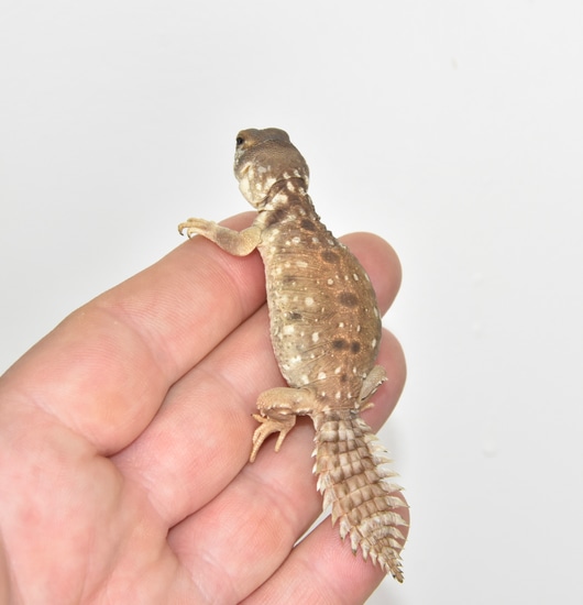 Cb 23 U.princeps #1 Uromastyx by Marki Reptiles