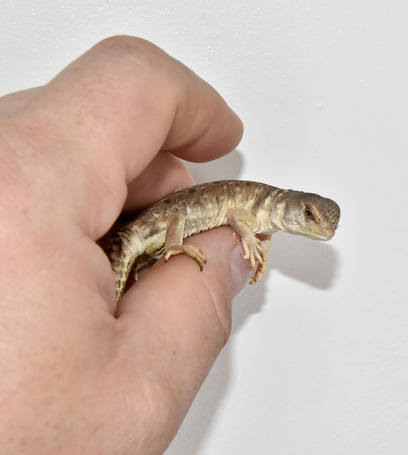 CB 23 U.princeps #2 Uromastyx by Marki Reptiles - MorphMarket