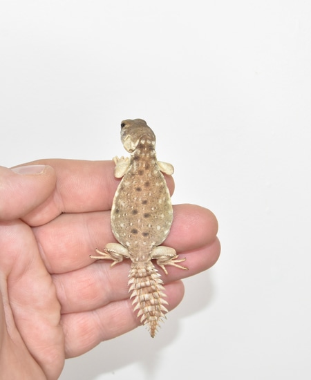 CB 23 U.princeps #3 Uromastyx by Marki Reptiles