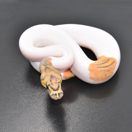 Marki Reptiles - MorphMarket