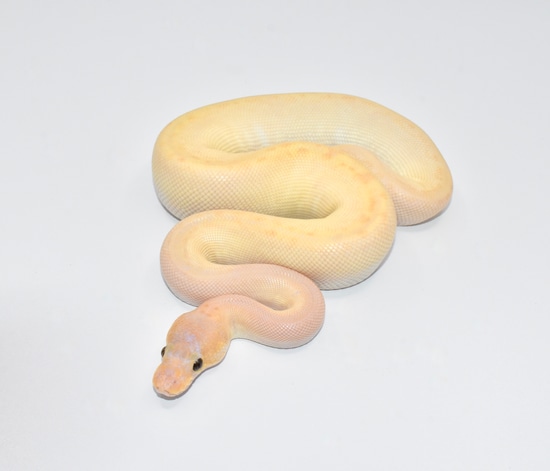 Super Special Orange Ghost Leopard Pin NR Ball Python by Marki Reptiles