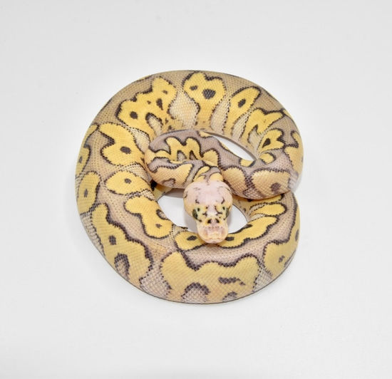 Killer Clown Orange Ghost NR Ball Python by Marki Reptiles