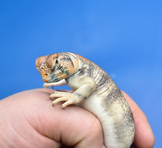CB 22 Thomasi Uromastyx by Marki Reptiles