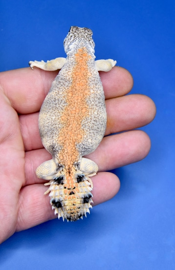 US CB 23 Thomasi Uromastyx by Marki Reptiles