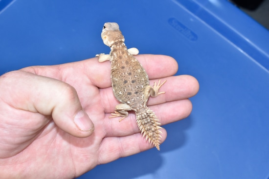 U.princeps Uromastyx by Marki Reptiles