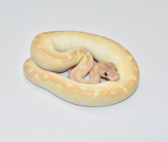 NOCO Super Special Orange Ghost Ball Python by Marki Reptiles