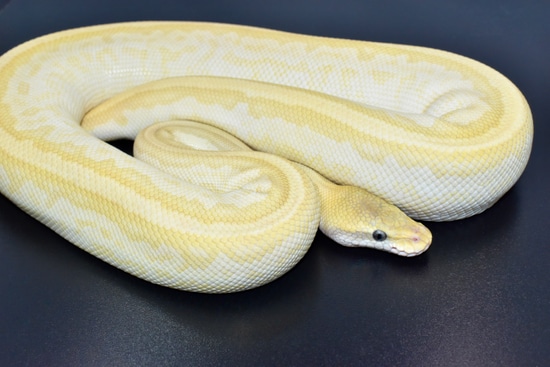 Crystal Ghost Leopard Pinstripe Ball Python by Marki Reptiles