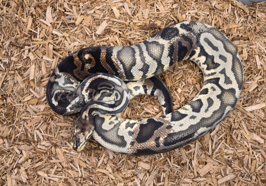 Paradox Pastel Leopard Ghost Ball Python by Marki Reptiles