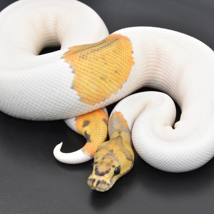 Marki Reptiles - MorphMarket