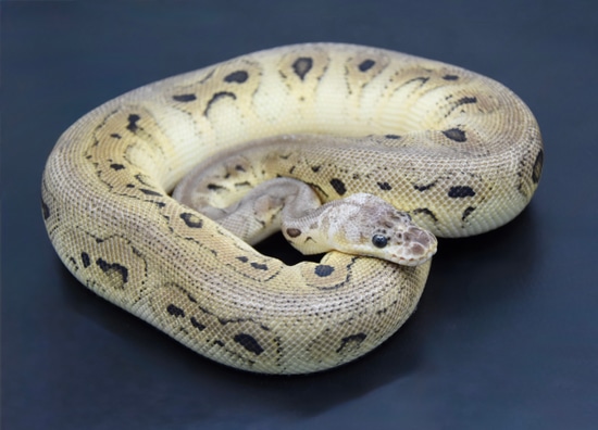 Black Pewter Clown 66 % Het G Stripe Ball Python by Marki Reptiles