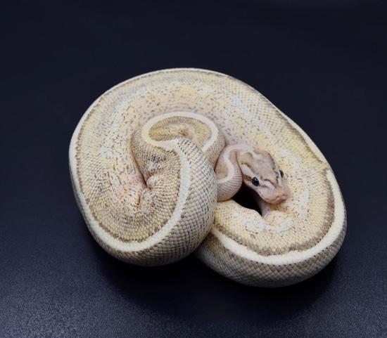 Super Spark Ball Python by Marki Reptiles