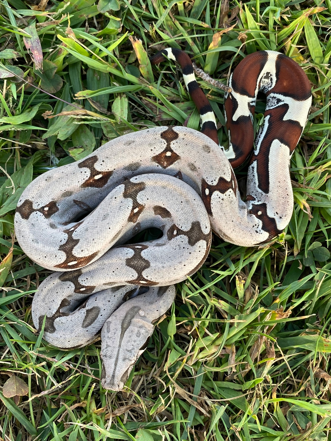 Suriname True Red-tailed Boa Constrictor by Mark Miles - MorphMarket