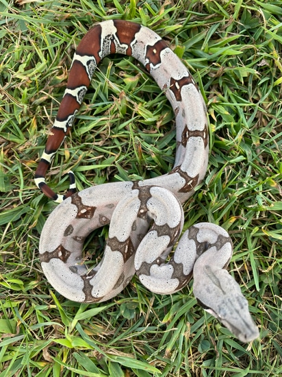Suriname Red Tail True Red-Tailed Boa Constrictor by Mark Miles
