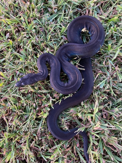 IMG 100% Het Anery Boa Constrictor by Mark Miles