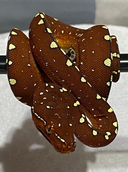 USCBB Biak X Jayapura Green Tree Python by Mark Miles