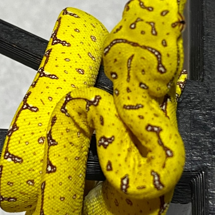 Mark Miles - MorphMarket