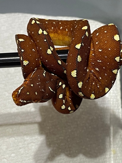 USCBB Biak X Jayapura Green Tree Python by Mark Miles