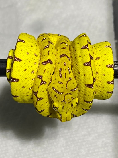 USCBB Manokwari Green Tree Python by Mark Miles