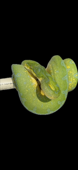 CB Lereh Green Tree Python by Mark Miles