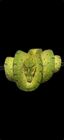 USCBB Jayapura X Biak Green Tree Python by Mark Miles