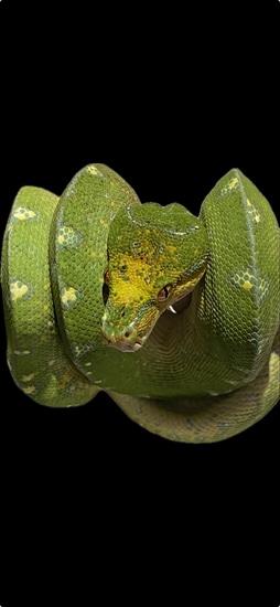 USCBB Jayapura X Biak Green Tree Python by Mark Miles