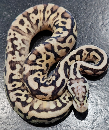Pastel Fire Spotnose Het Piebald 66% Het Clown Ball Python by CMSnakes