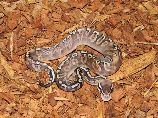 GHI Black Pewter Yellow Belly Ball Python by Mark Petros Reptiles