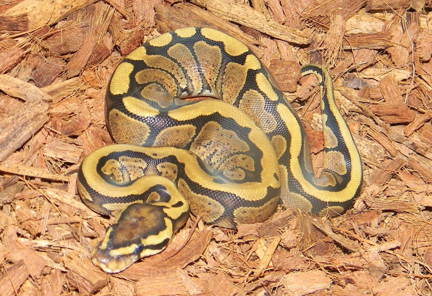 Red Stripe Ball Python by Mark Petros Reptiles - MorphMarket