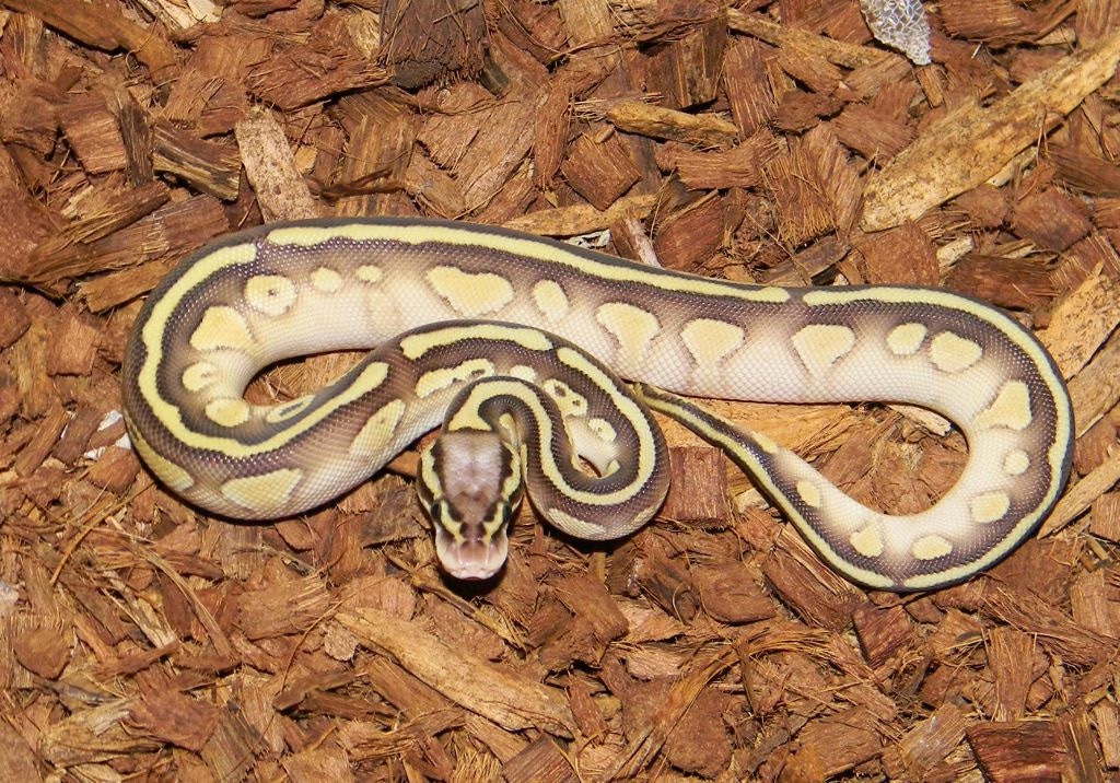 17 X-treme Gene Pastel Butter Het Clown Ball Python by Mark Petros ...