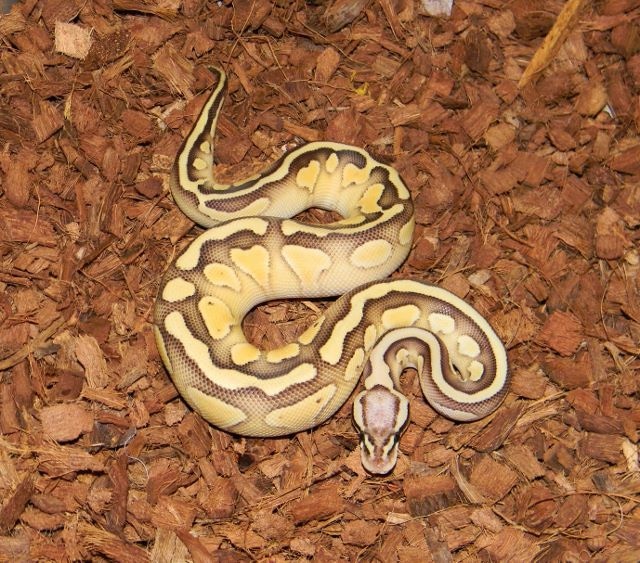 17 Super Pastel Lesser 100% Het Clown $550 Ball Python by Mark Petros ...