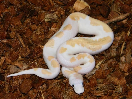 18 Black Eye Lucy / Super Fire Ball Python by Mark Petros Reptiles