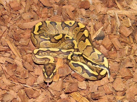 18 Red Stripe Fire Yellow Belly Ball Python by Mark Petros Reptiles