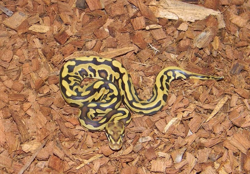 18 Leopard Mojave Spotnose Ball Python by Mark Petros Reptiles ...